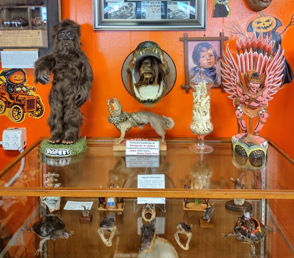 Oddball Oddity Museum - House of Oddities & Curious Goods